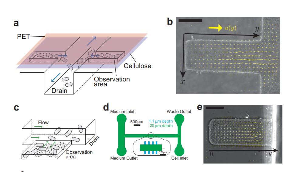 Microfluidic Analysis of Cell Size Fluctuation in Starving Bacteria
