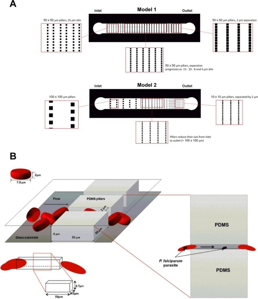 Microfluidic device mimics pitting of malaria parasites in the spleen ...