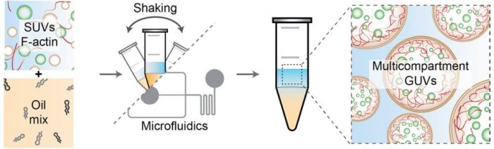 Droplet microfluidics for pH triggered assembly of multi compartments