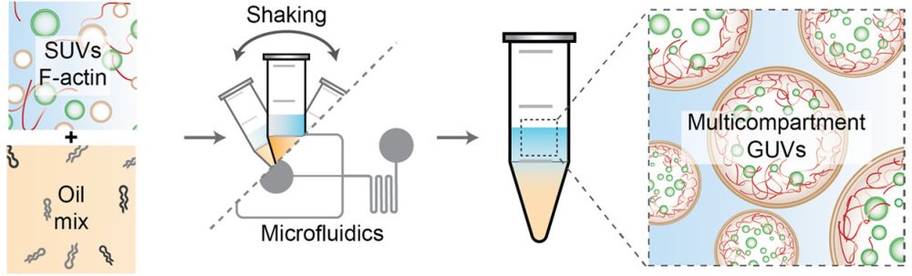 Droplet microfluidics for pH triggered assembly of multi compartments