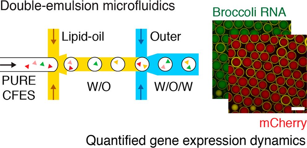 Double Emulsions for Gene Expression Analysis | uFluidix