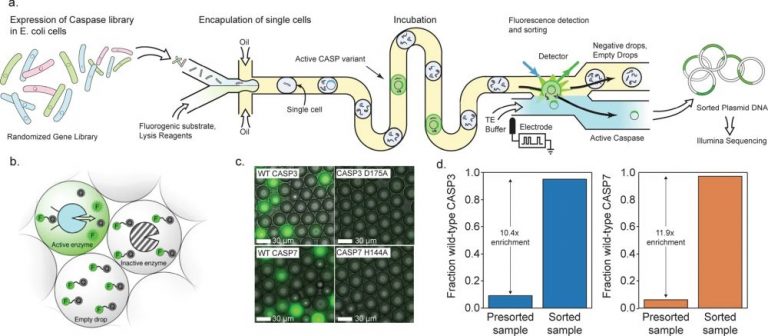 Droplet microfluidics for deep mutational scanning | uFluidix