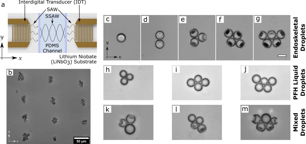 Acoustic manipulation of endoskeletal droplets on a microfluidic platform Acoustic manipulation of endoskeletal droplets on a microfluidic platform