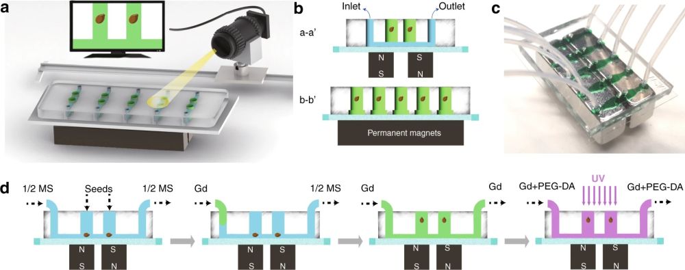 Microfluidics: Magnetically enabled simulation of microgravity on chip