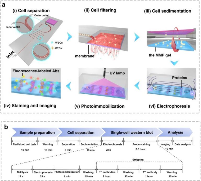 Microfluidic Chip for Isolation, Enrichment, and Immunoblotting CTCs