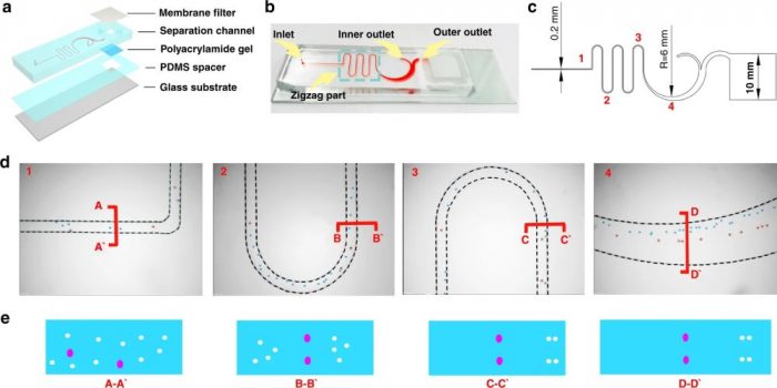 Microfluidic Chip for Isolation, Enrichment, and Immunoblotting CTCs