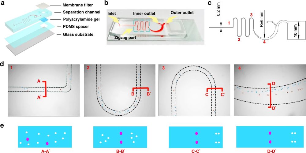 Microfluidic Chip for Isolation, Enrichment, and Immunoblotting CTCs