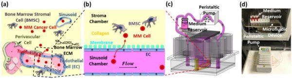 Microfluidics Chip Mimics Physiological of Bone Marrow | uFluidix