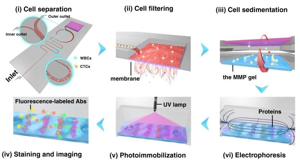 Microfluidic Chip for Isolation, Enrichment, and Immunoblotting CTCs