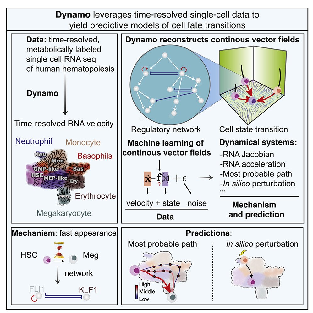 Cellular transcriptomic vector fields revealed using dropseq chips