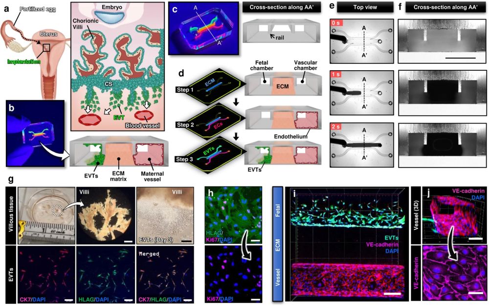Microengineered systems | Microfluidics | uFluidix
