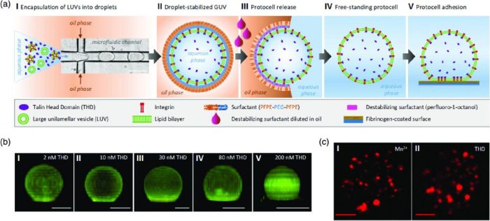 A microfluidic approach for studying integrin αIIbβ3 activation