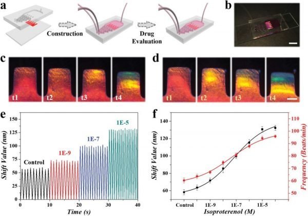 An anisotropic hydrogel for visual heart-on-a-chip construction