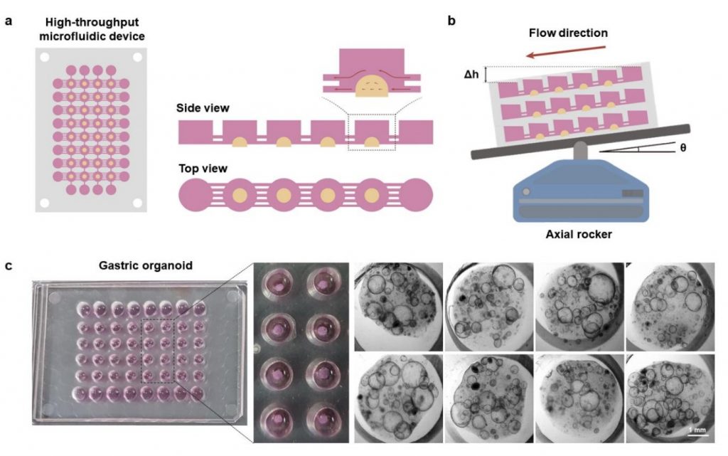 Microfluidic gastrointestinal tissue-mimetic microenvironments