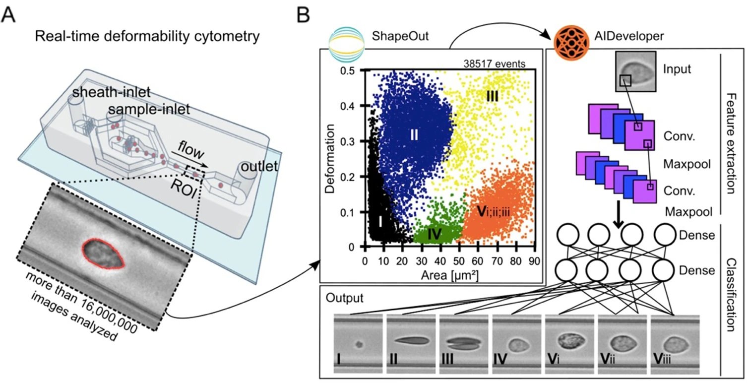 AI-assisted microfluidic discover cell morpho-rheological root of ...