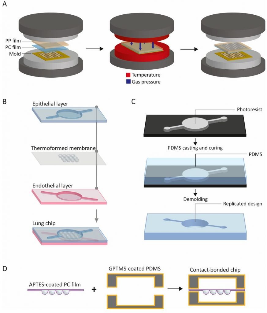 Microcurved Culture Membranes: Towards more organ-on-a-chip realism
