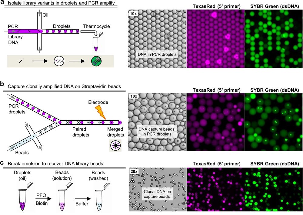 A droplet microfluidic approach for generating fluorescent biosensors