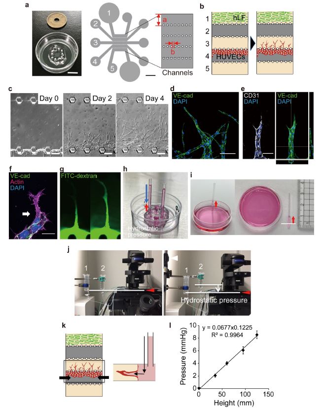 Microfluidic-assisted analysis of angiogenesis dynamics