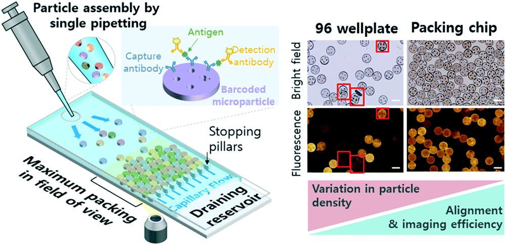 Monolayer assembly of microparticles for multiplexed immunoassays