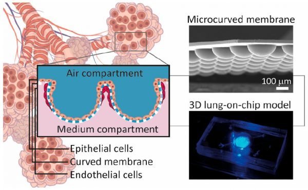 Microcurved Culture Membranes: Towards more organ-on-a-chip realism