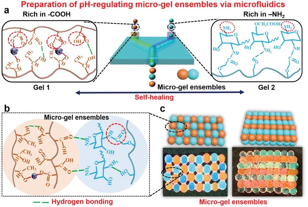 Microfluidically generated gels enhance wound healing by pH regulation