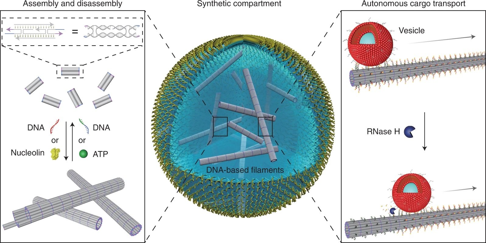 DNA Nanotechnology for Synthetic Cytoskeletons | uFluidix