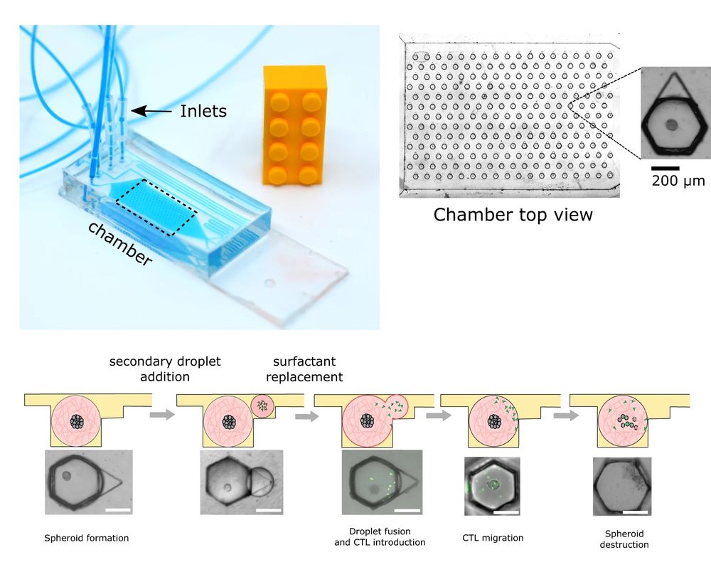 T cells cooperate in tumor killing as revealed by microfluidics and ...