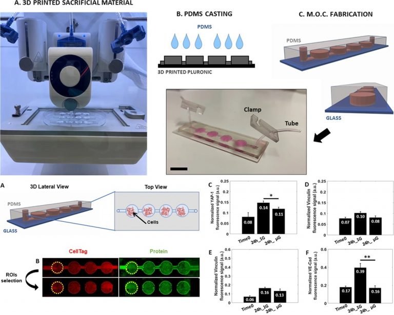 Microgravity-on-a-chip facilitates microgravity cellular experiments