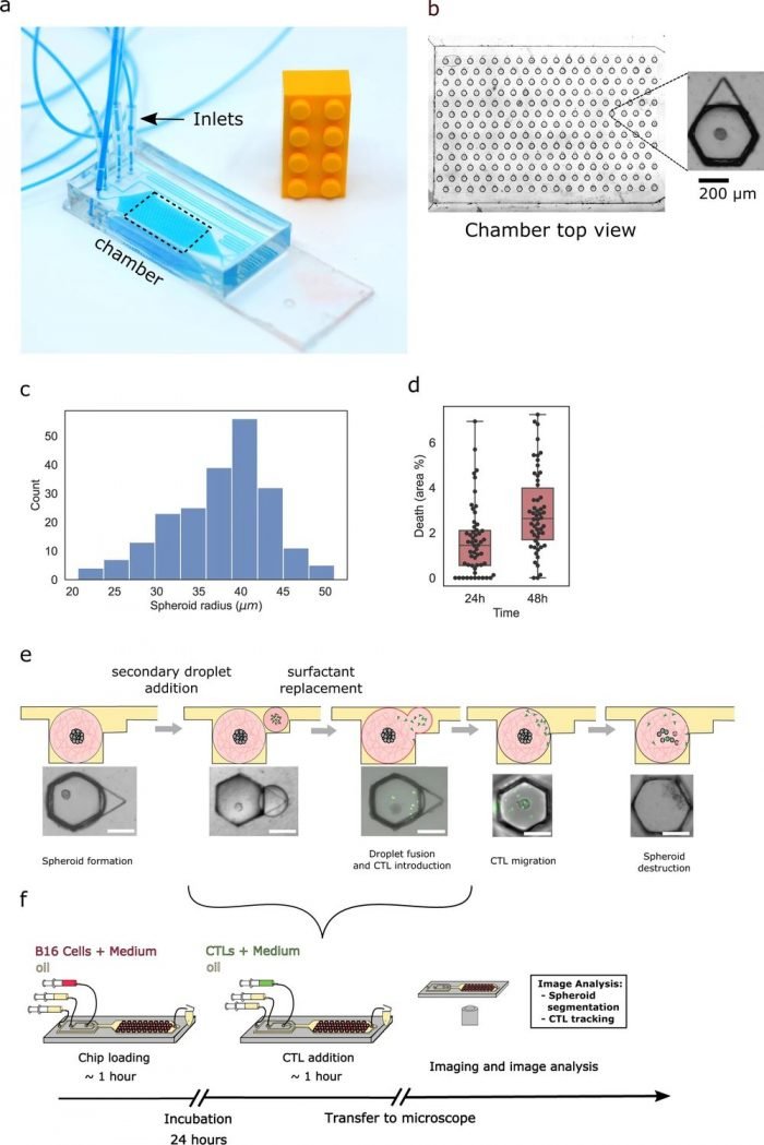 T cells cooperate in tumor killing as revealed by microfluidics and ...