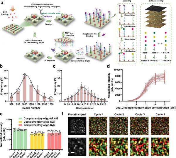 Functional proteome profiling of single cells using a microchip assay