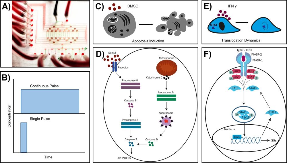 Microfluidics-enabled analysis of signaling dynamics in single-cells