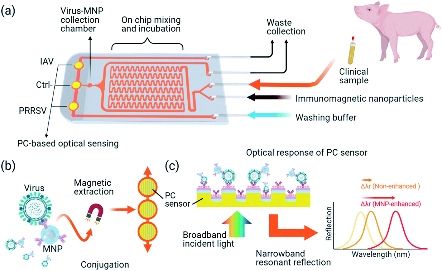 Microfluidic biosensor for on-chip assay of viruses of livestock