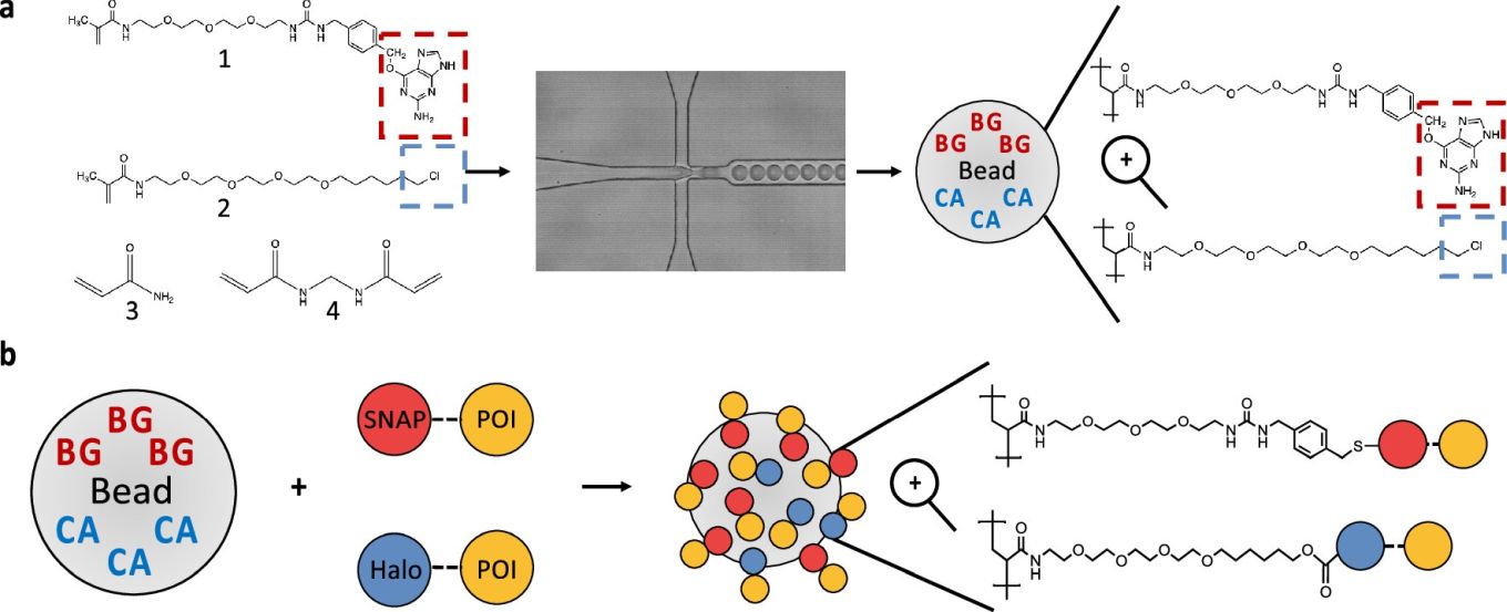 Hydrogel beads enable gigavalent display of proteins