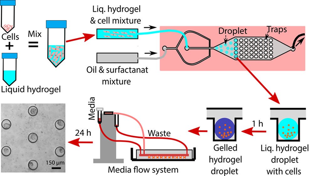 A Microfluidic Platform For Generation Of 3d Spheroids Using A Hydrogel Scaffold