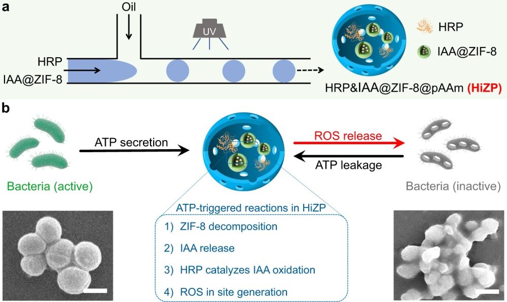 On-Demand Wound Disinfection with Droplet Microfluidics