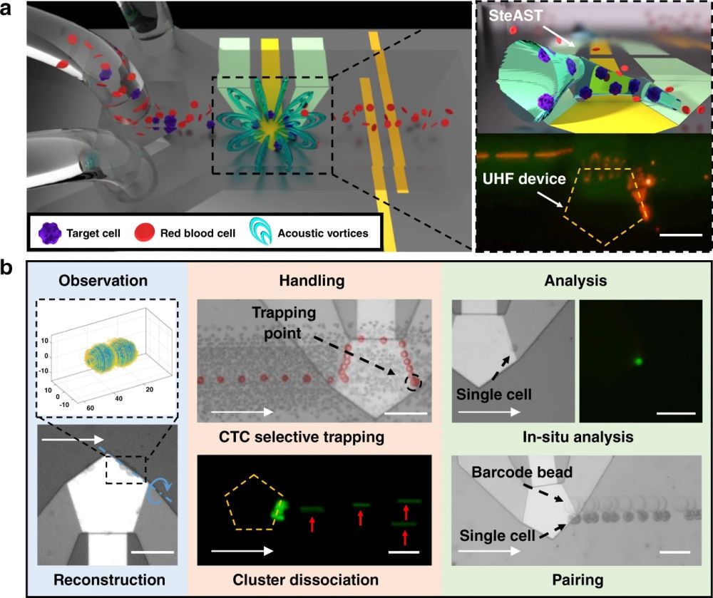 Microfluidic on Stereo Acoustic Manipulation of Single Cells