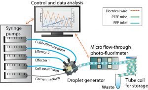 High-throughput optimization of cyanobacterial cultivation using droplet-based microfluidics