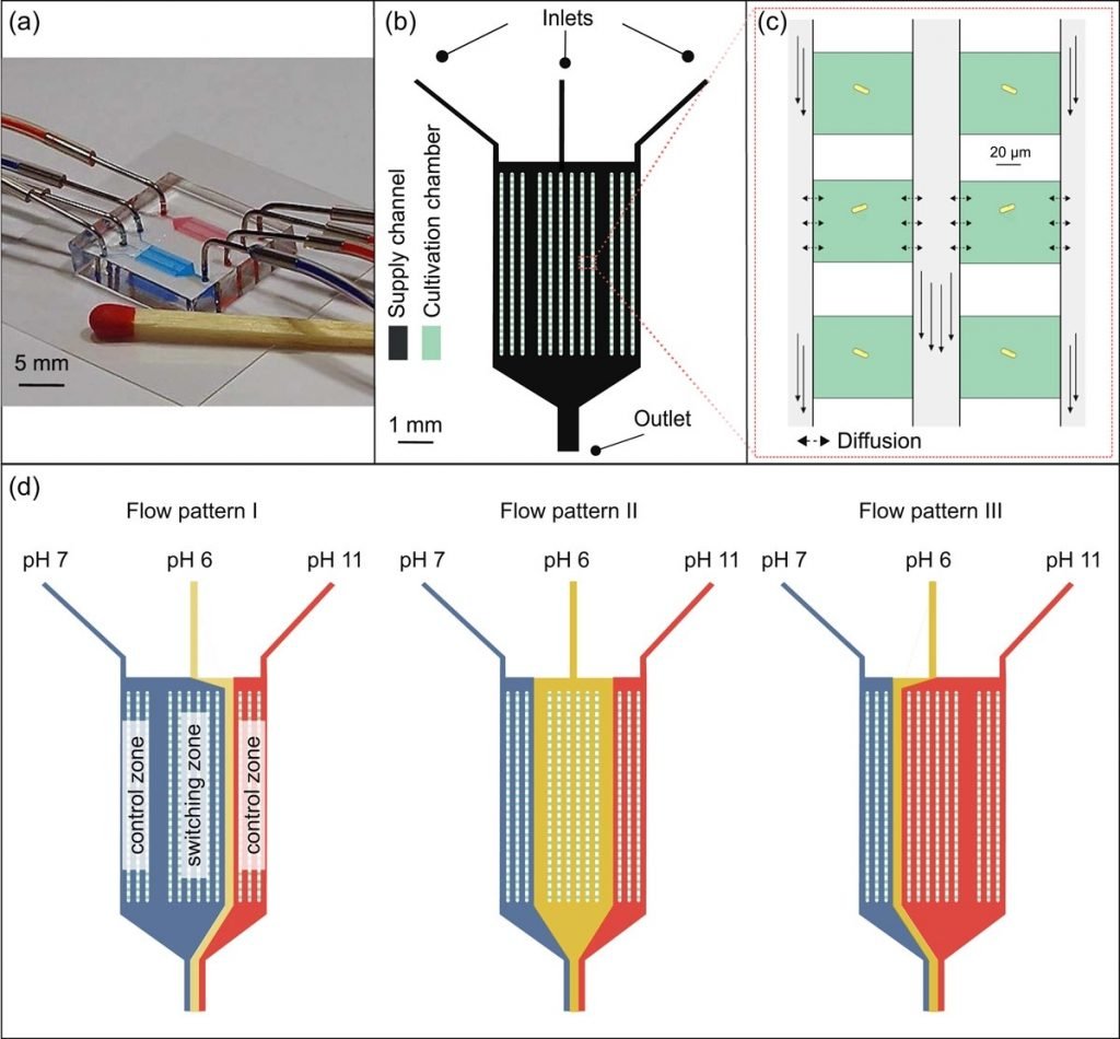 Microfluidic scale-down bioreactor for informed large-scale production