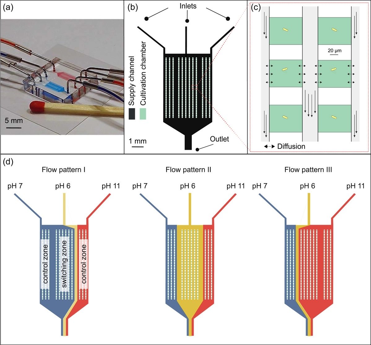 Microfluidic scale-down bioreactor for informed large-scale production