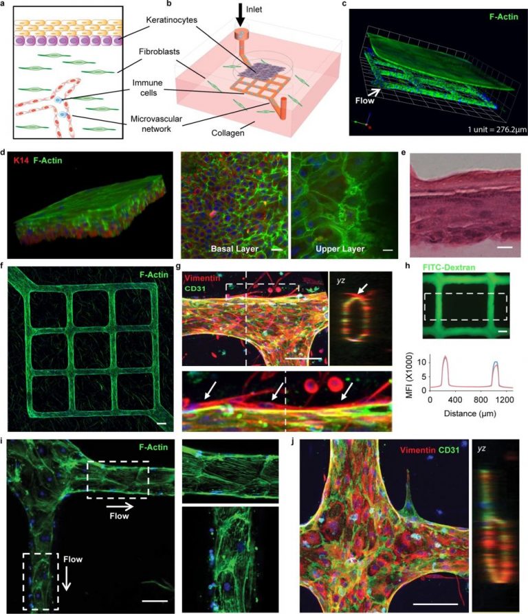 Vascularized skin-on-chip for modeling HSV infection