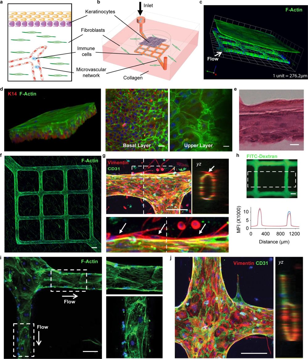 Vascularized skin-on-chip for modeling HSV infection