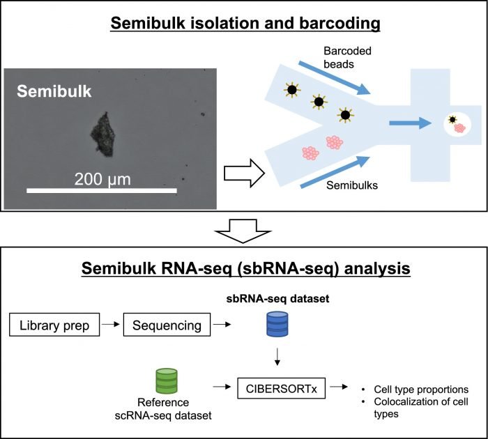 Microfluidics enables high-throughput analysis of the effect of the ...