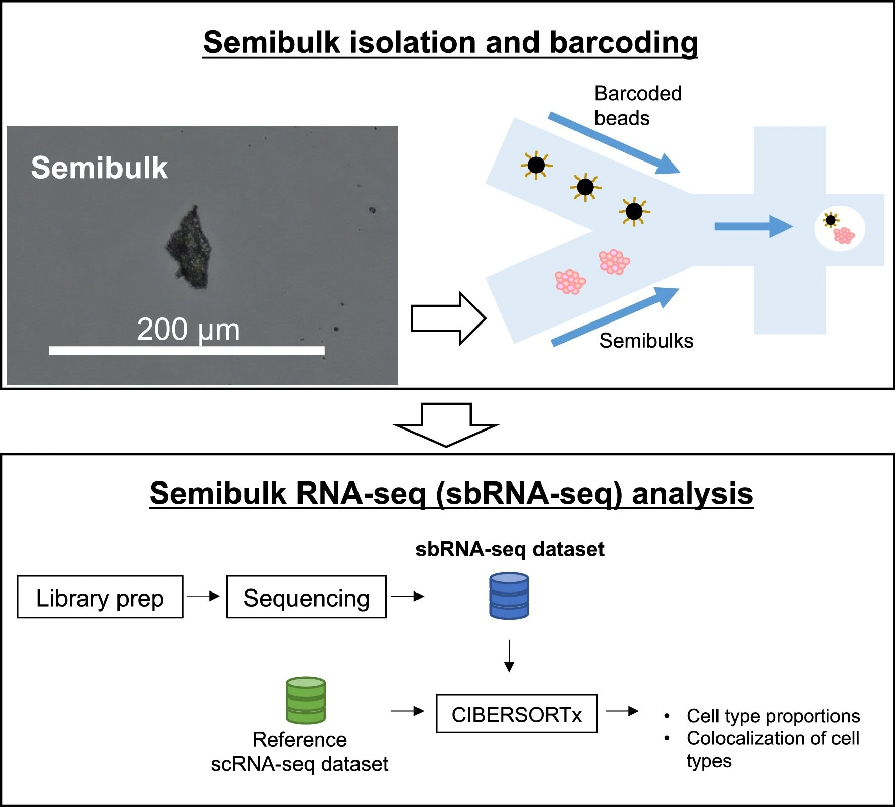 Microfluidics enables high-throughput analysis of the effect of the ...