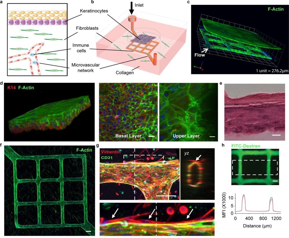 Vascularized skin-on-chip for modeling HSV infection