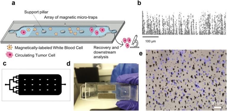 Microfluidic Device On Purification of Tumor Cells | uFluidix