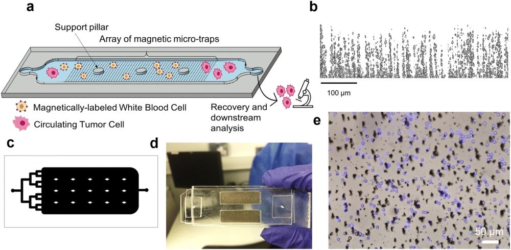 Microfluidic Device On Purification of Tumor Cells | uFluidix