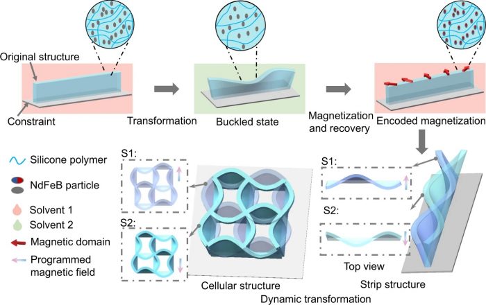 3D Morphable Structures Employed In Microfluidic Research