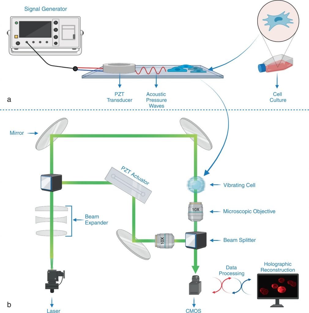 Cell mechanobiology is made easier using microfluidic