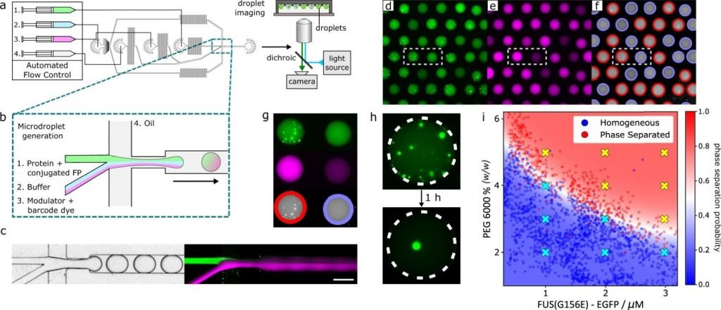 Droplet Microfluidics For Biomolecular Condensate Phase Diagrams