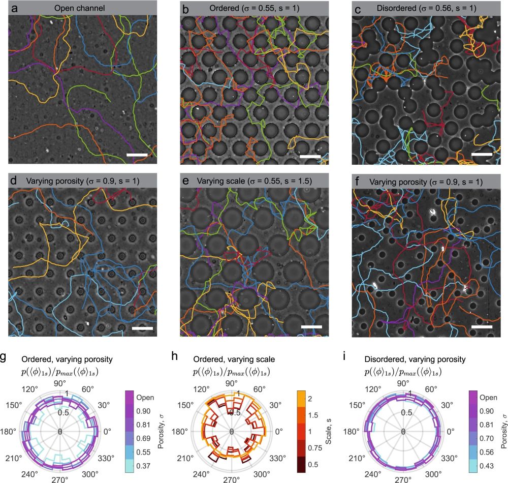 A Microfluidics Study: Bacterial Motility in Porous Microstructures